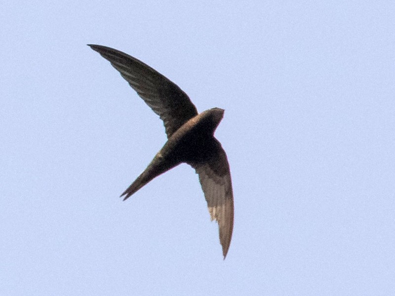 Bates's Swift - eBird