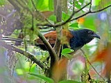 Iconic Birds - Taman Negara NP Kuala Tahan* general area (use more ...