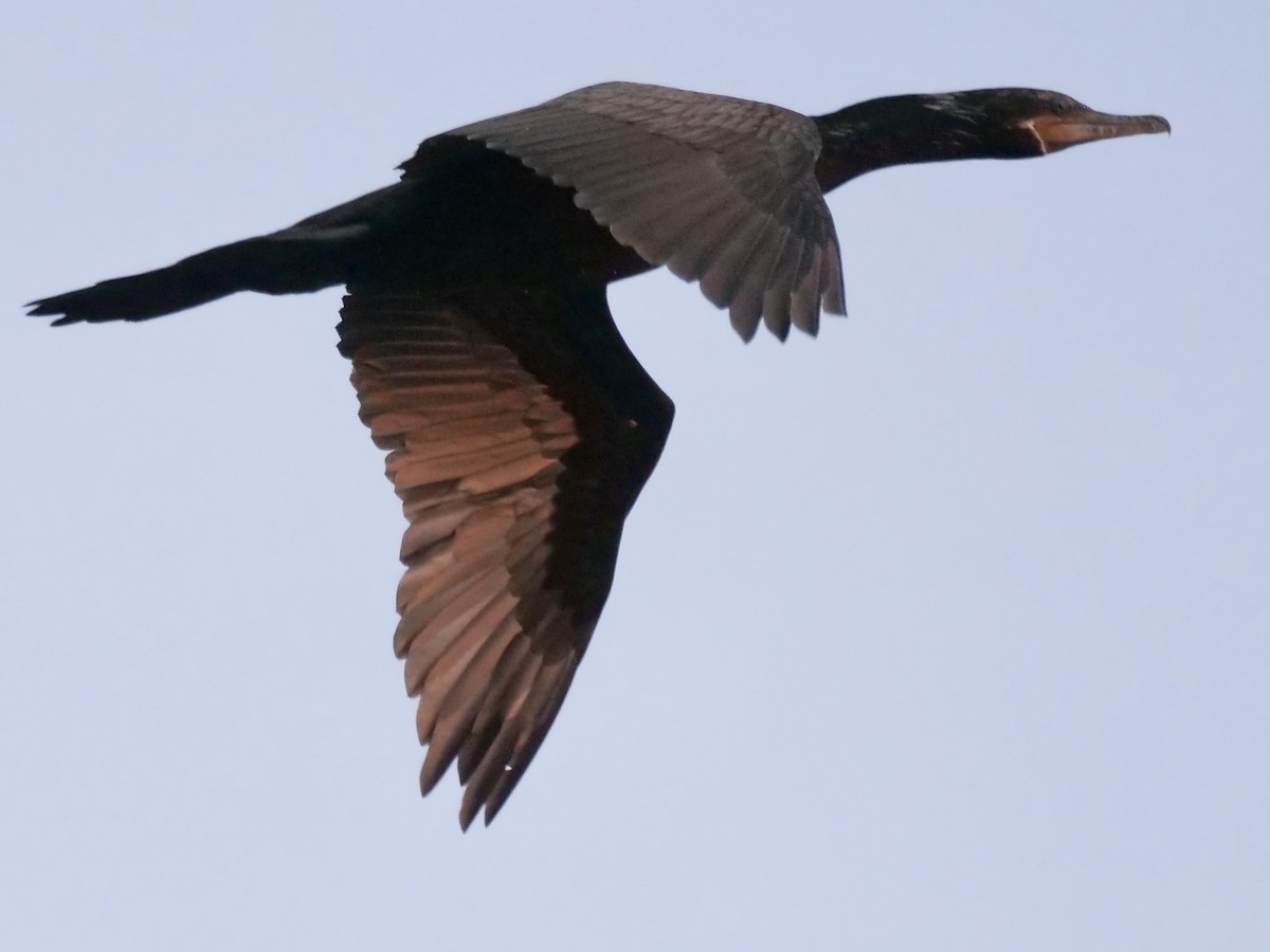 eBird Checklist - 13 Aug 2021 - Longhorn Dam area, Austin - 31 species