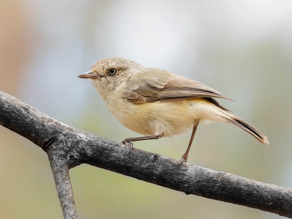 Buff-rumped Thornbill - Acanthiza reguloides - Birds of the World