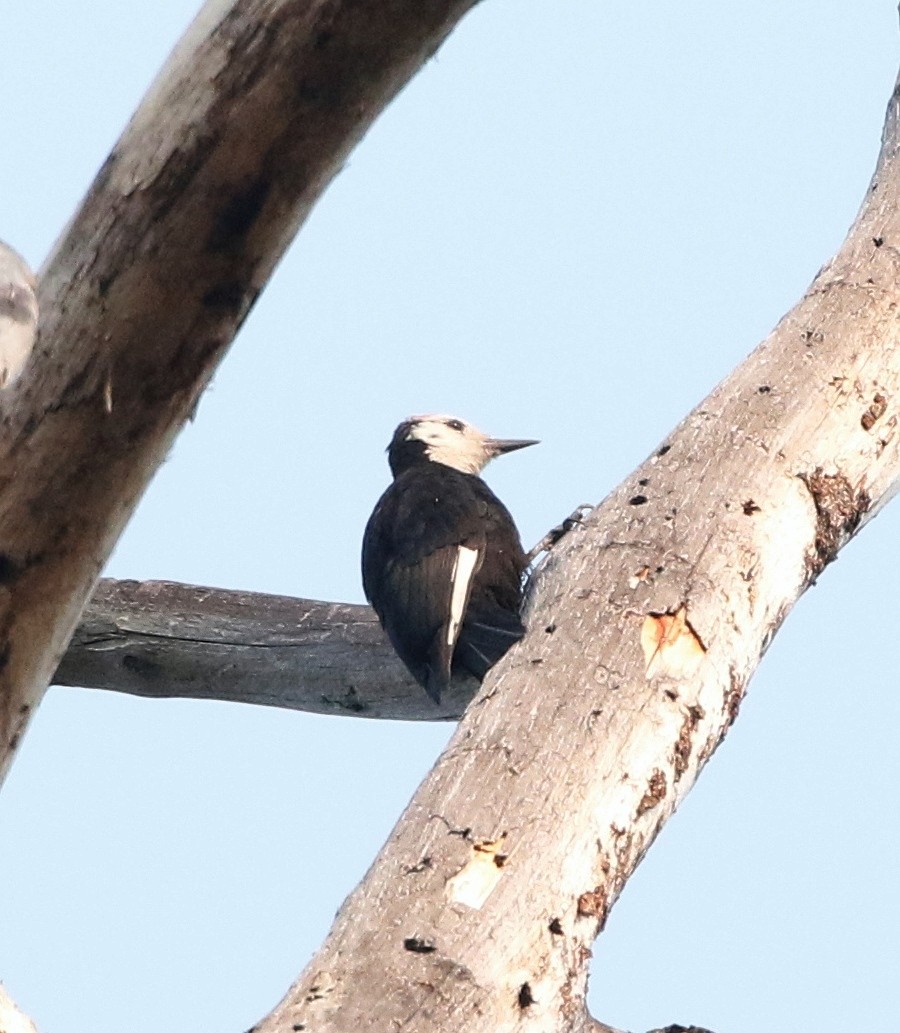 eBird Checklist - 13 Aug 2021 - Cold Springs Campground - 6 species