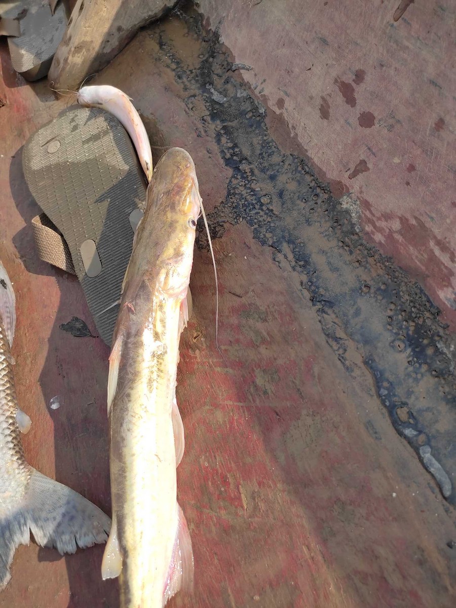 ML361908511 - Fish sp. - Macaulay Library