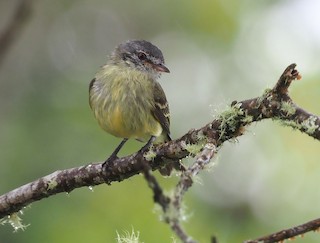 Mosquerito de Zeledón (grupo leucogonys) - eBird