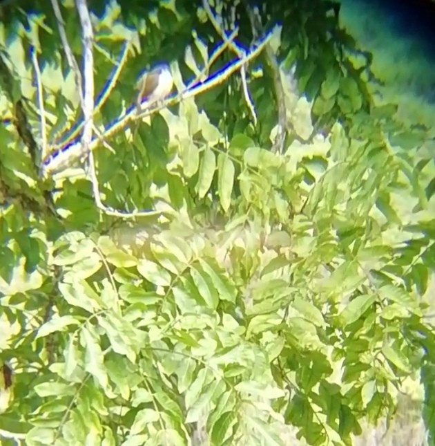 eBird Checklist - 18 Aug 2021 - Palo Quemado Centro, EC (-0,375 ...