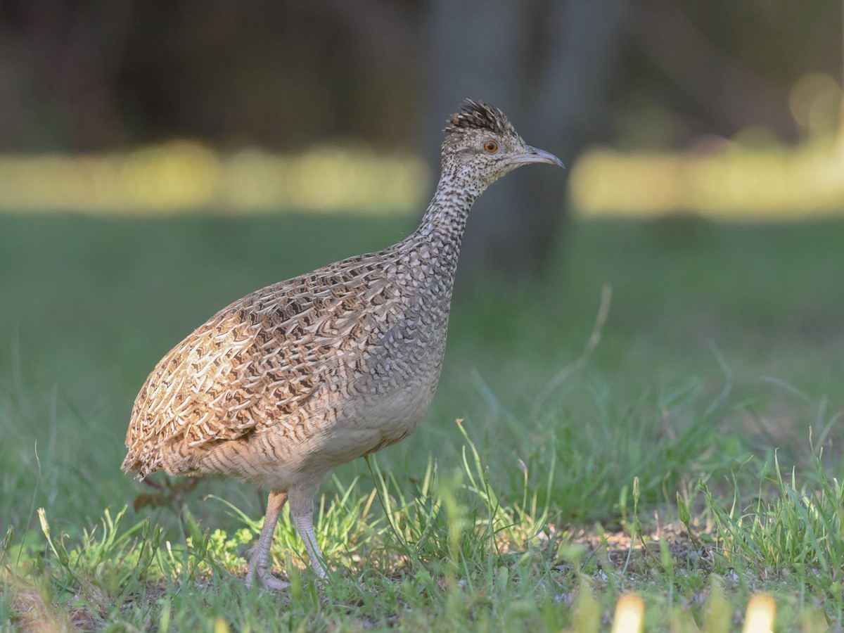 Brushland Tinamou - Nothoprocta cinerascens - Birds of the World