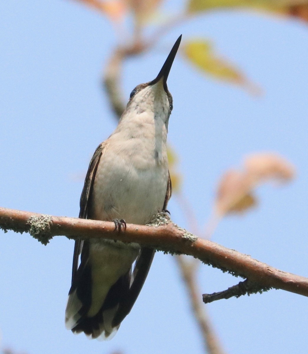 ML362684581 - Ruby-throated Hummingbird - Macaulay Library