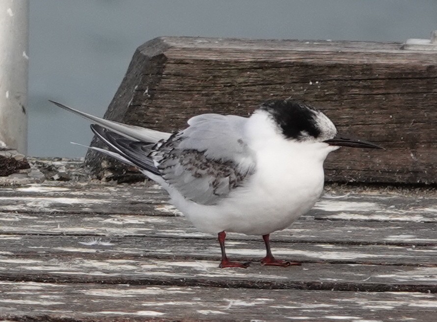 eBird Checklist - 14 Aug 2021 - Port MacDonnell Harbour (harbour only ...