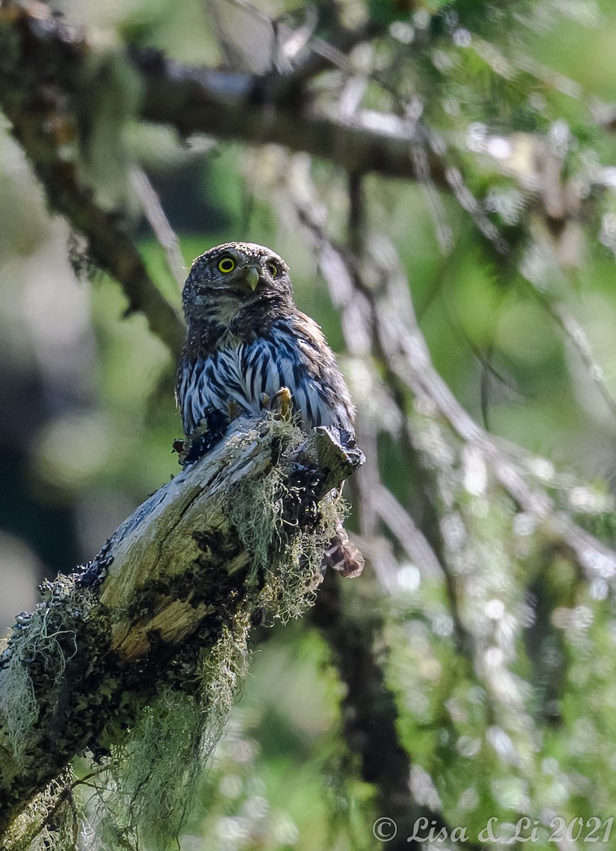 eBird Checklist - 7 Aug 2021 - Warner Mountain Summit area - 12 species