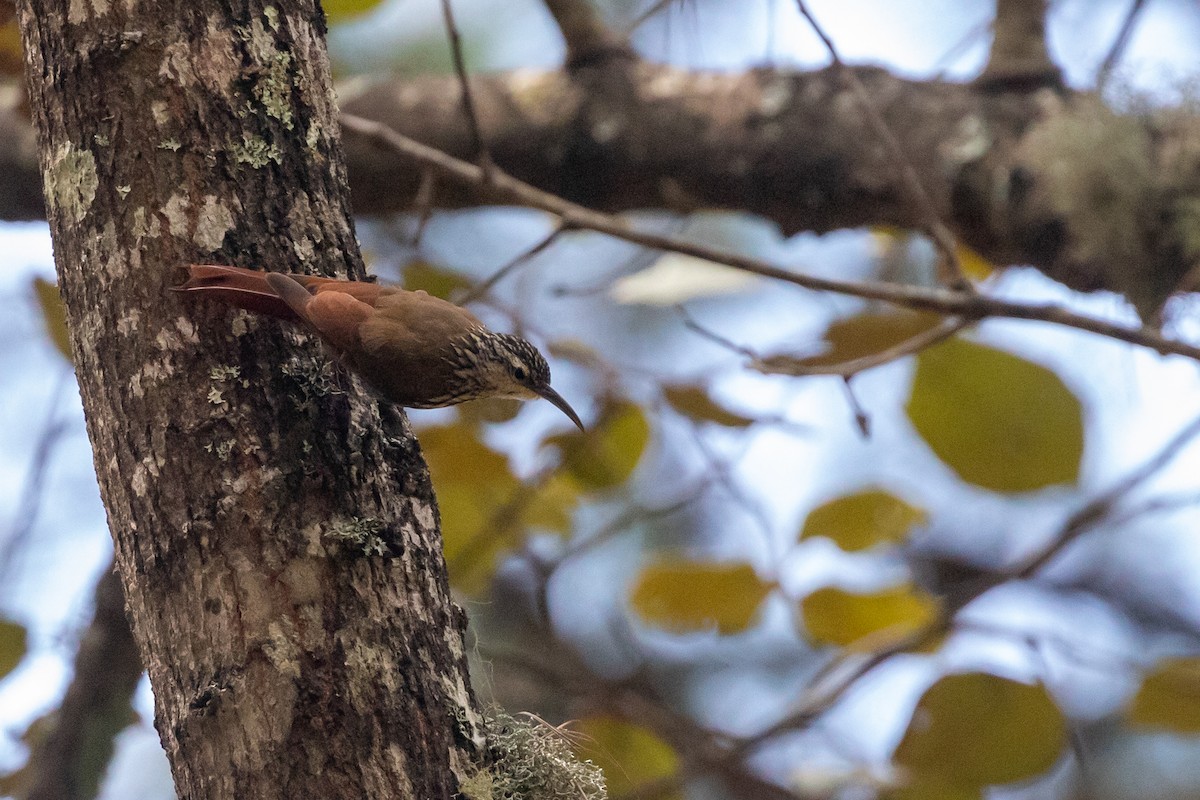 eBird Checklist - 15 Aug 2021 - Reserva de La Chara Pinta--Senda Arroyo ...