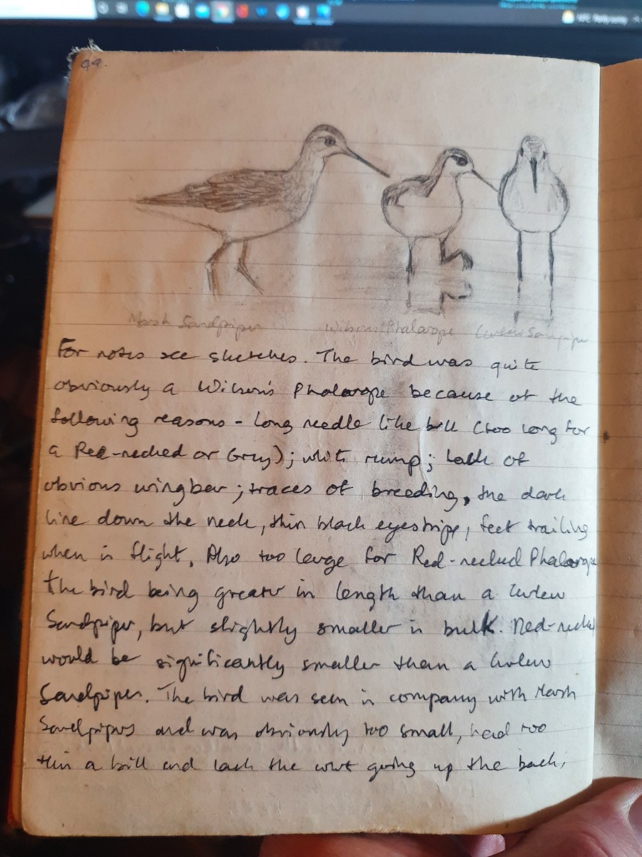eBird Checklist - 10 Feb 1981 - Cheetham Wetlands [Point Cook] - 11 species
