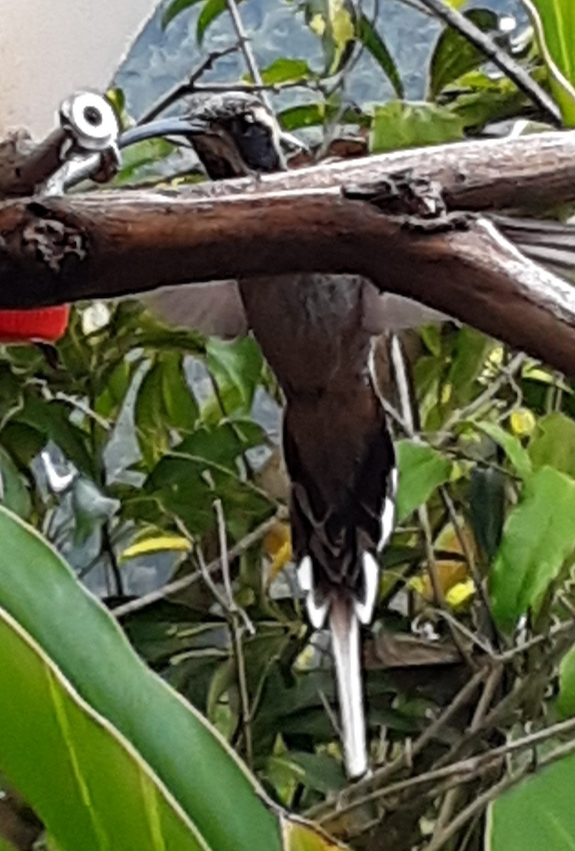 eBird Checklist - 11 Aug 2021 - Rodovia Osvaldo Cruz, São Paulo, BR (-23,347, -45,137) - 37 species