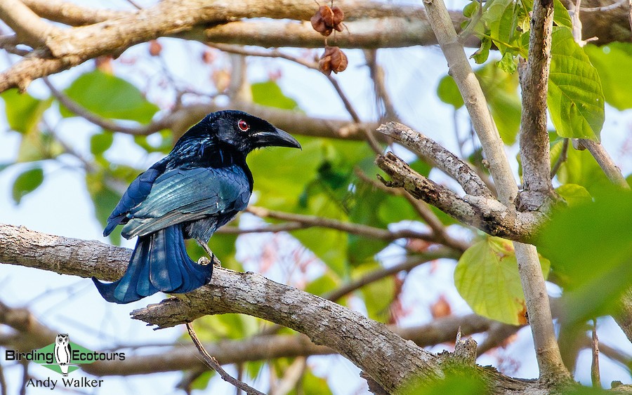 Wallacean Drongo (Lombok) - eBird