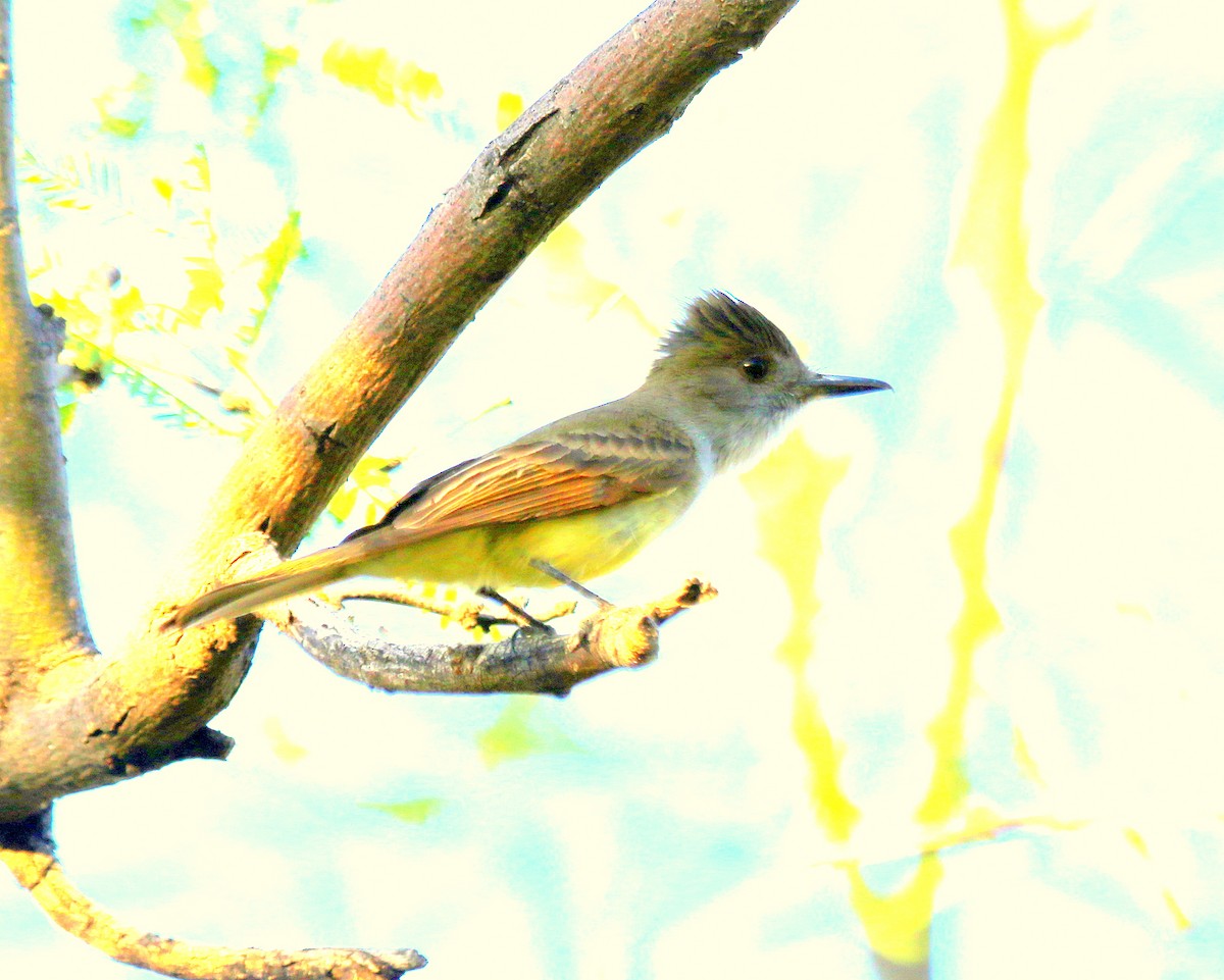 eBird Checklist - 24 May 2018 - Madera Canyon--Proctor Rd. - 4 species