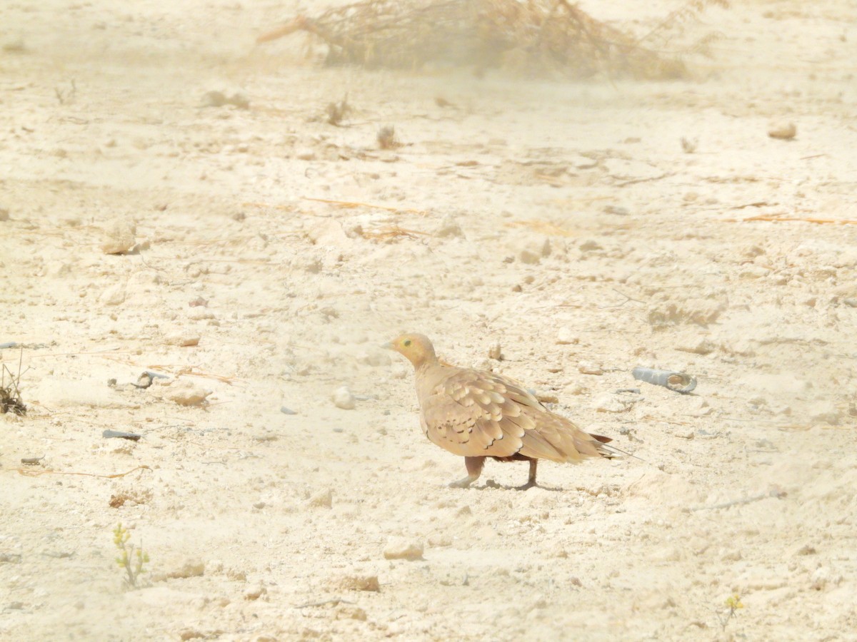eBird Checklist - 25 Aug 2021 - Ajban Farms - 24 species