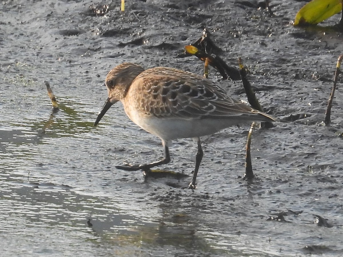 eBird Checklist - 25 Aug 2021 - Saltese Wetlands - 29 species