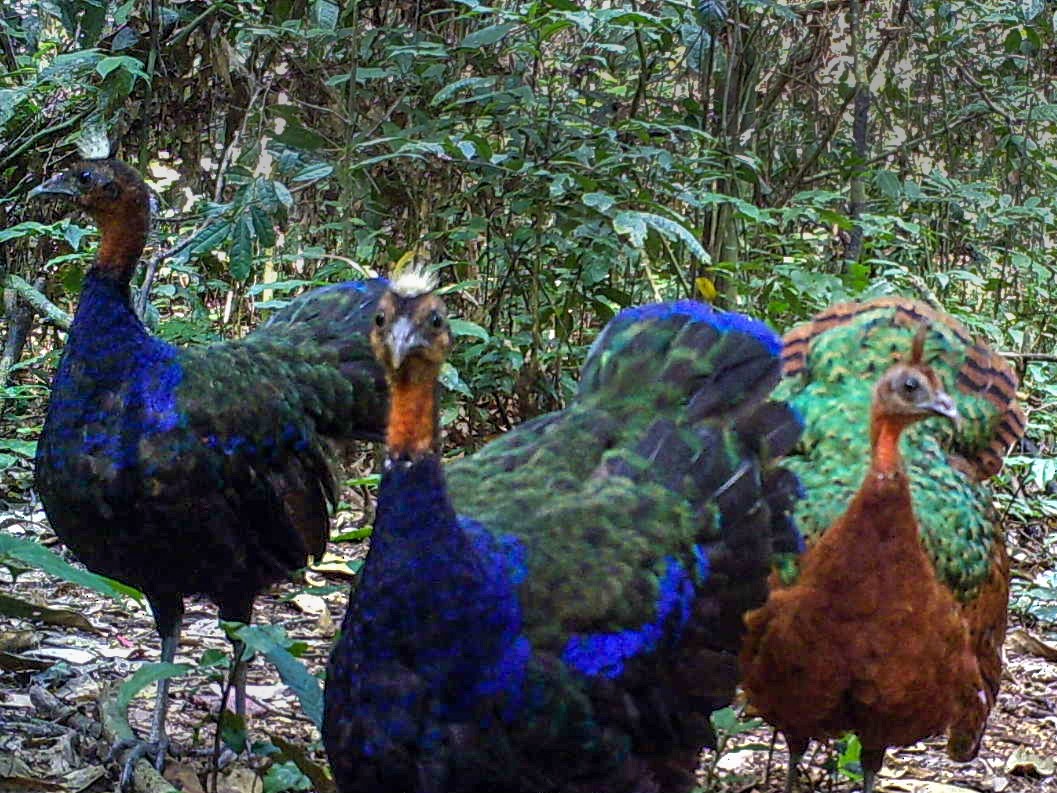 Congo Peacock - Afropavo congensis - Birds of the World