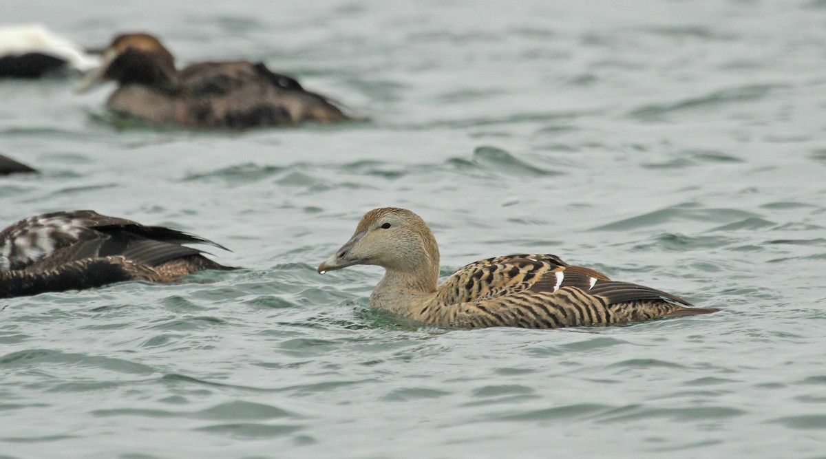 ML36441201 - Common Eider (Northern) - Macaulay Library