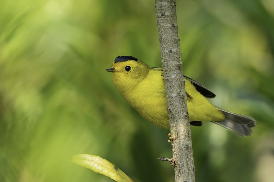 Wilson's Warbler (chryseola) - eBird