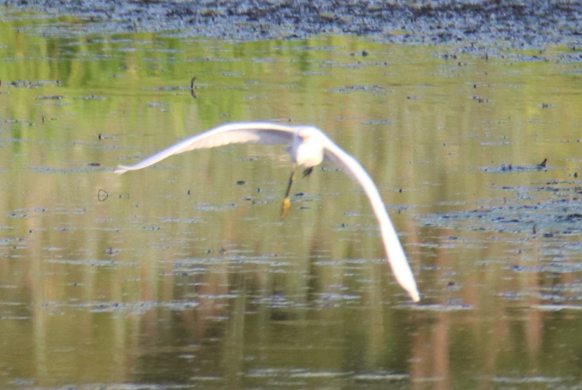 eBird Checklist - 28 Aug 2021 - Rock Springs Center (Macon Co.) - 12 ...