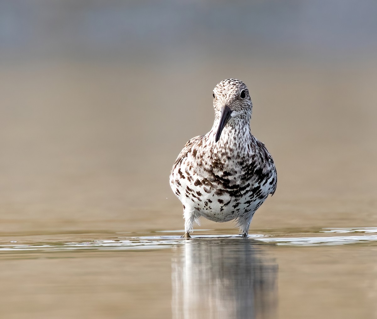 ML364815891 - Great Knot - Macaulay Library