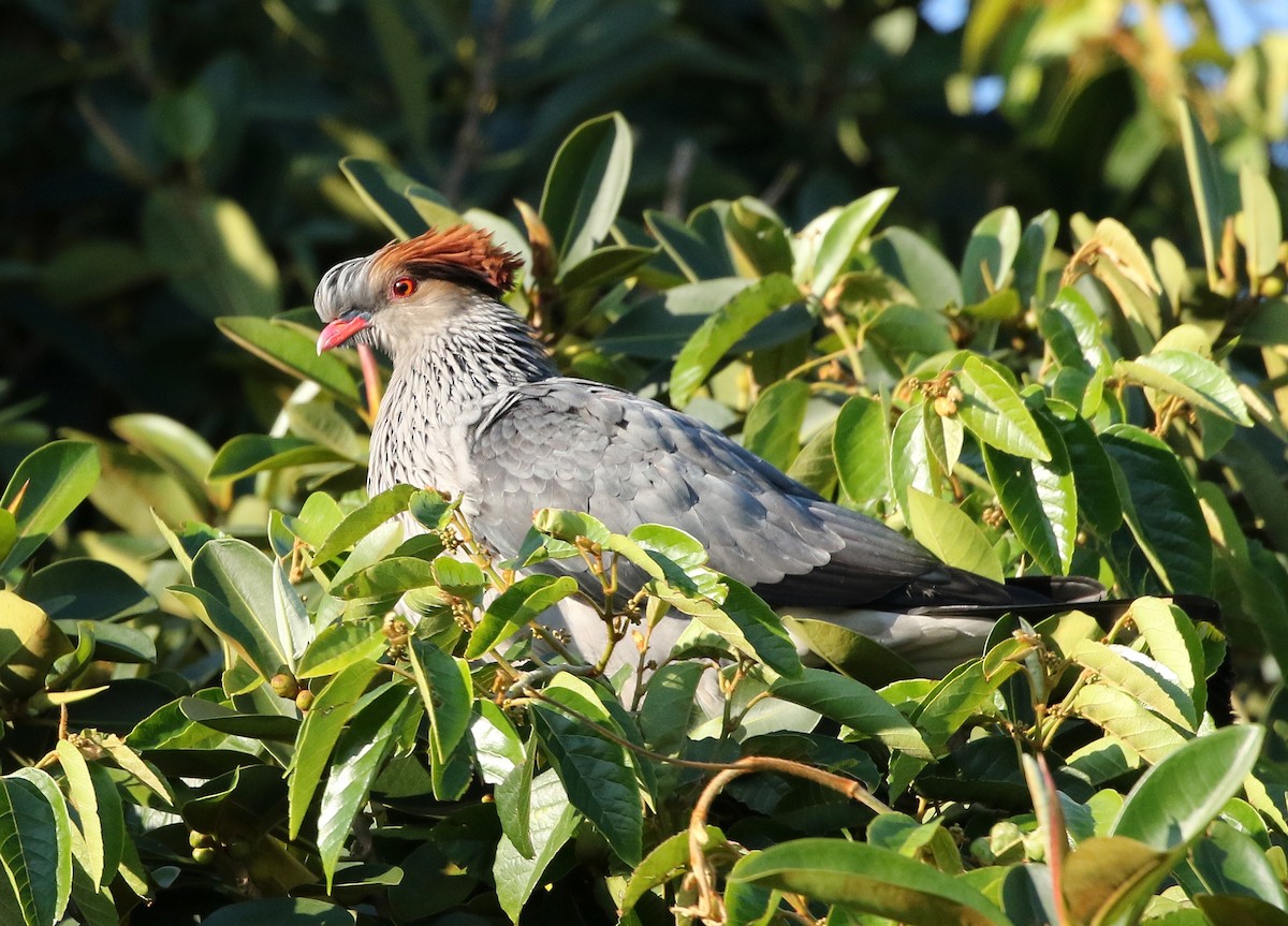 ML36481721 - Topknot Pigeon - Macaulay Library