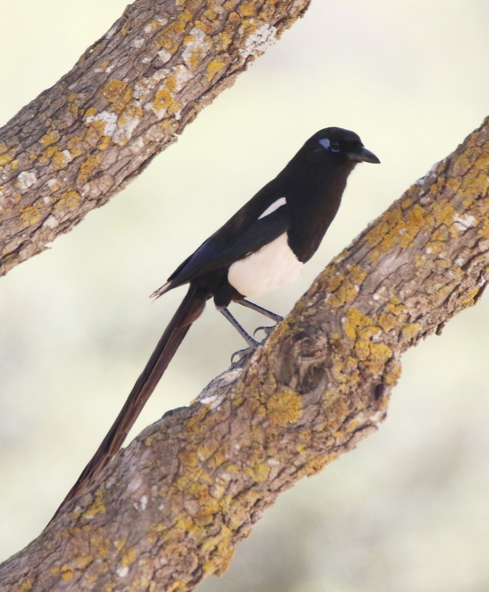 ML364954681 - Maghreb Magpie - Macaulay Library