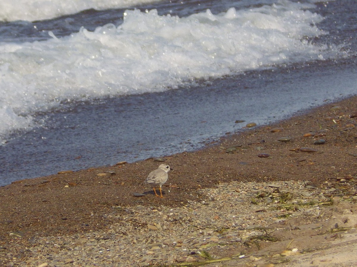 eBird Checklist - 27 Aug 2021 - Presque Isle SP--Beach 10 - 3 species