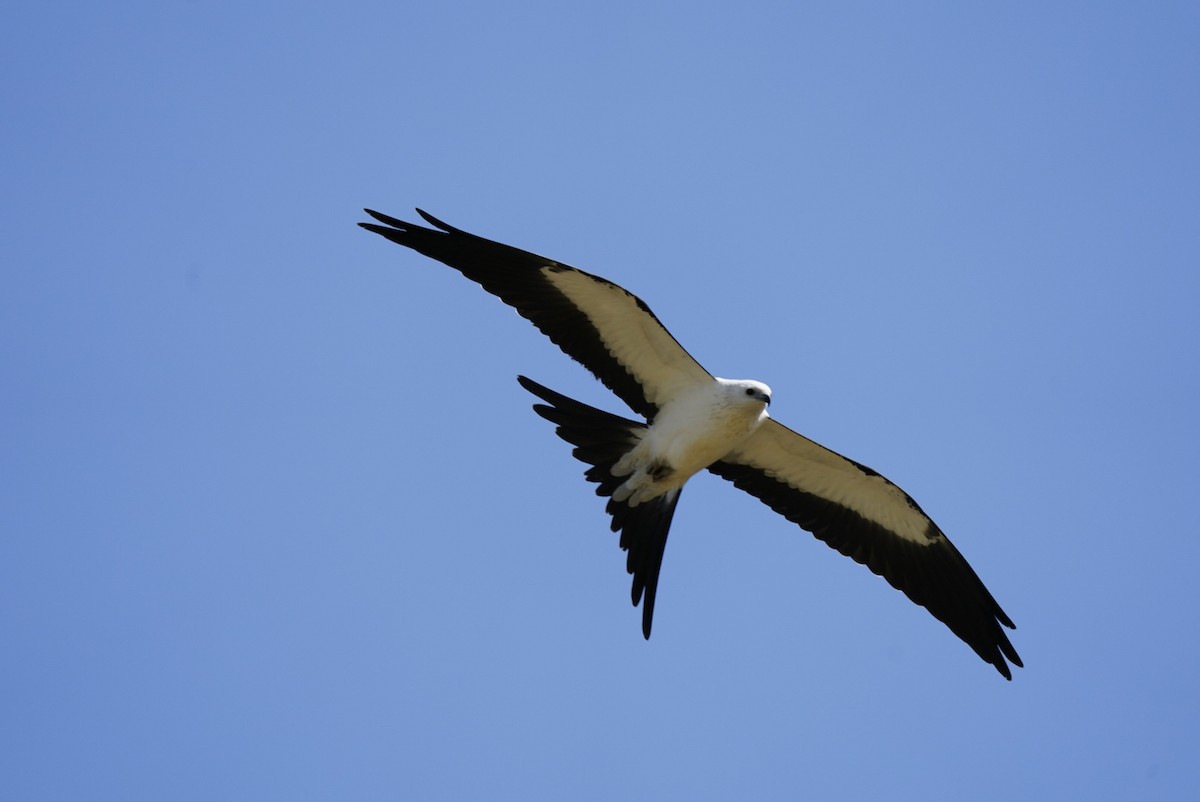 ML365203301 - Swallow-tailed Kite - Macaulay Library