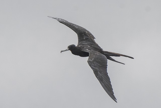 Will Hurricane Beryl bring sea birds to Arkansas? - eBird Arkansas