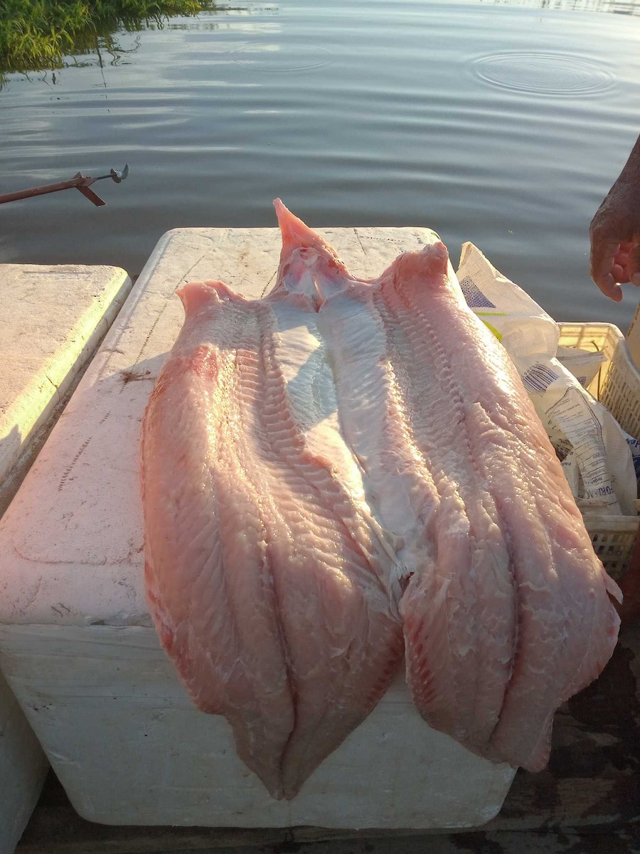 ML365463311 - Paiche - Macaulay Library