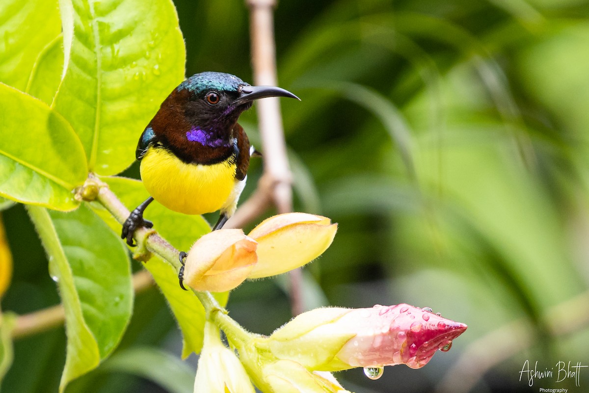ML365731671 - Purple-rumped Sunbird - Macaulay Library