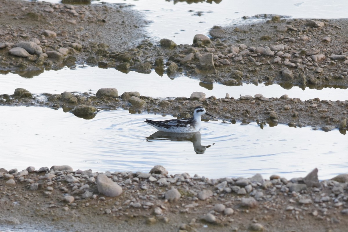 eBird Checklist - 1 Sep 2021 - SHARP (Southeast Houghton Area Recharge ...