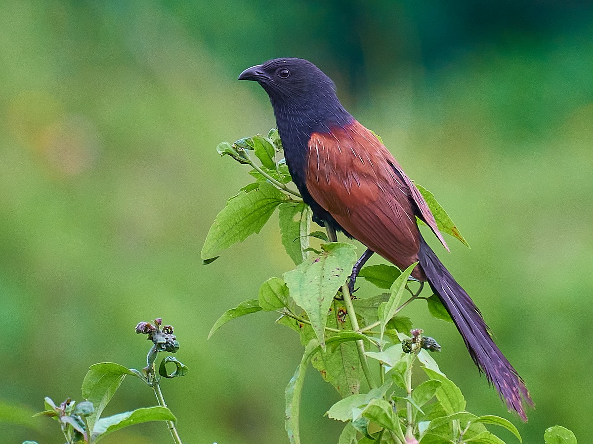 Lesser Coucal - Centropus bengalensis - Birds of the World