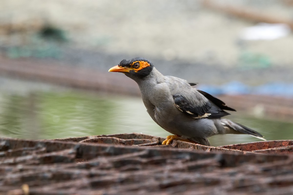 ML367076411 - Bank Myna - Macaulay Library