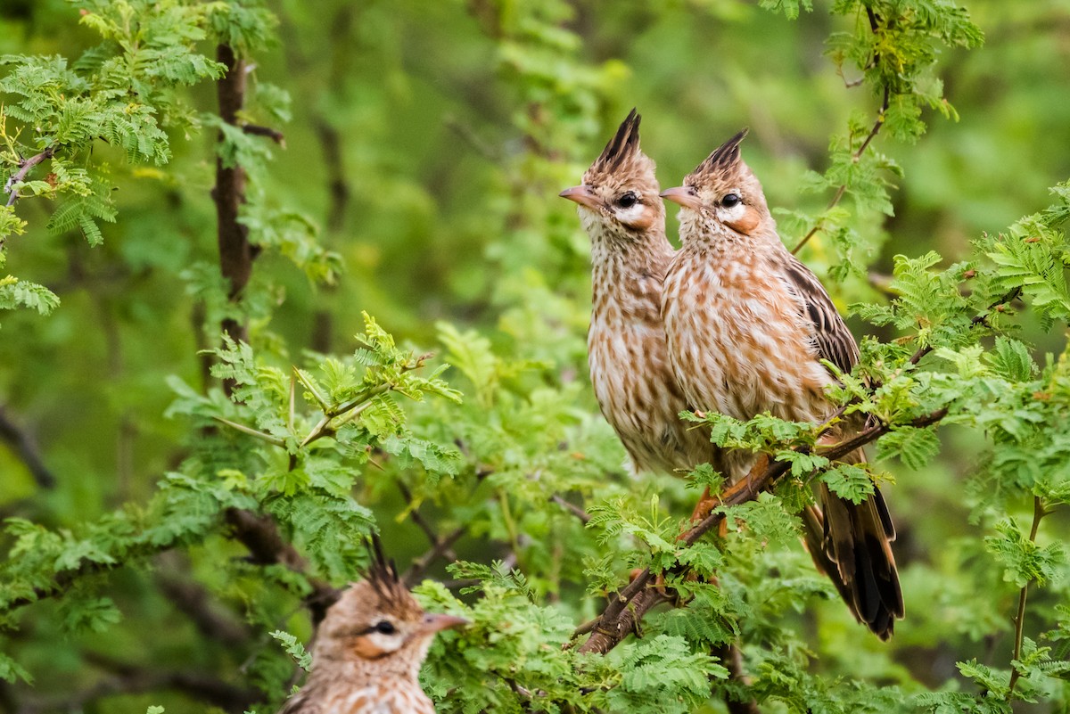 ML367591621 - Lark-like Brushrunner - Macaulay Library