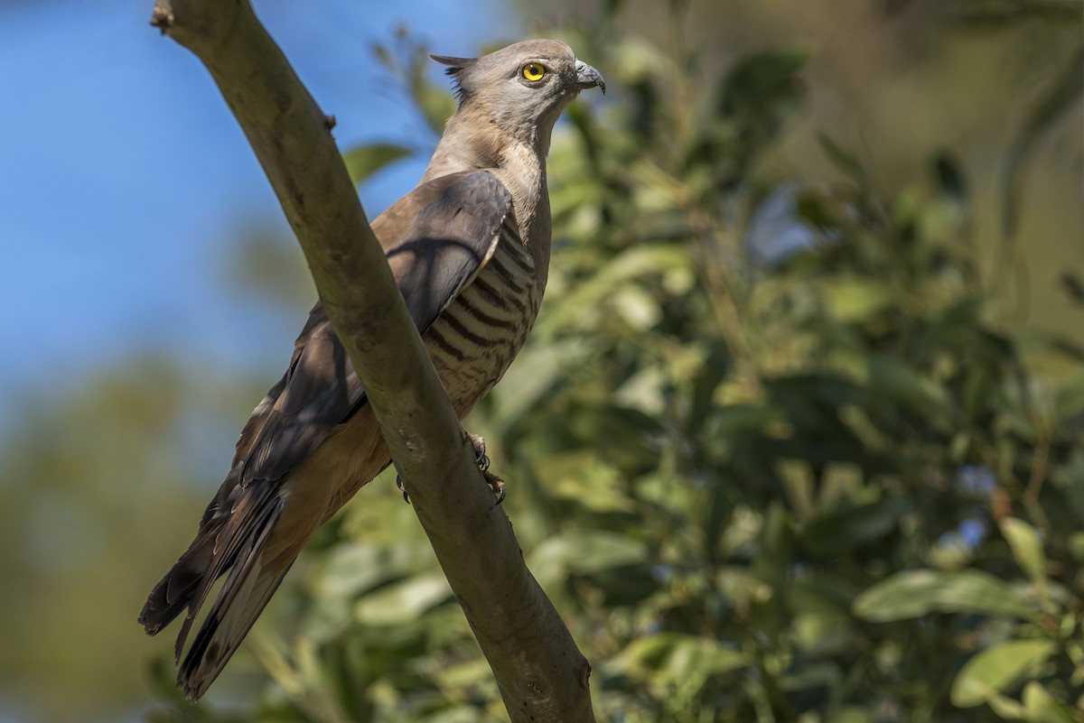 ML36765341 - Pacific Baza - Macaulay Library