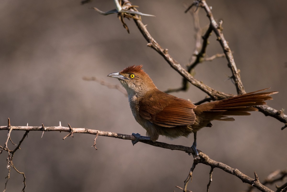 ML367826471 - Greater Thornbird - Macaulay Library