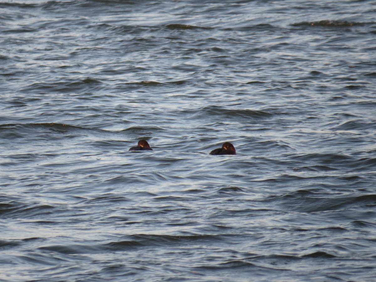 eBird Checklist - 3 Oct 2016 - Point Barrow - 10 species