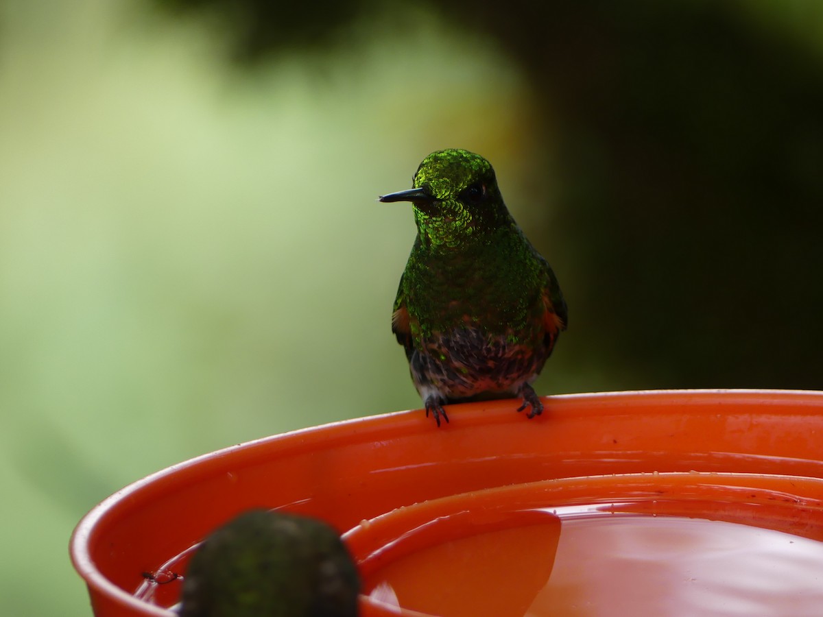 eBird Checklist - 14 Aug 2021 - Ecoruta (Nono-Mindo road), Bellavista ...