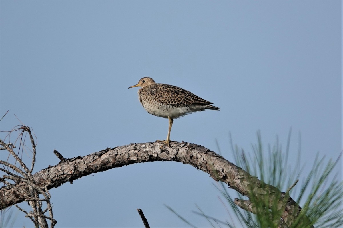 eBird Checklist - 9 Sep 2021 - McCarty Ranch Preserve - 16 species