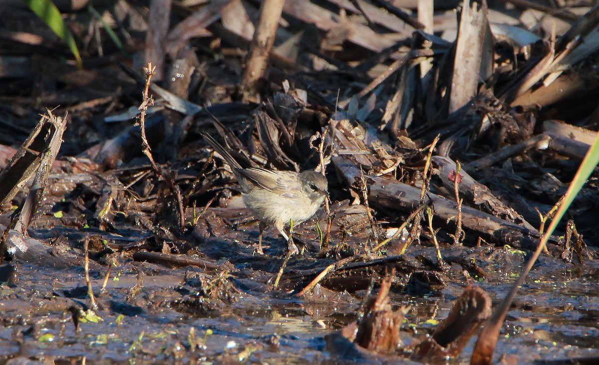eBird Checklist - 10 Sep 2021 - Spring Mt Reserve - 45 species