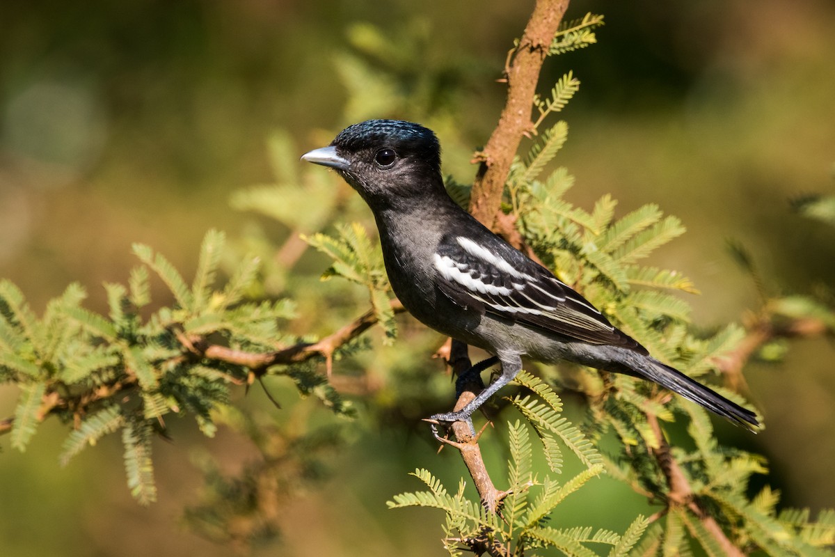 ML368659901 - White-winged Becard - Macaulay Library