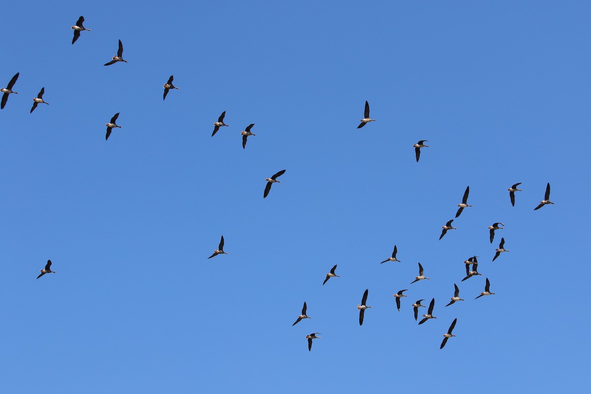 eBird Checklist - 11 Sep 2021 - Pyramid Lake delta area - 43 species
