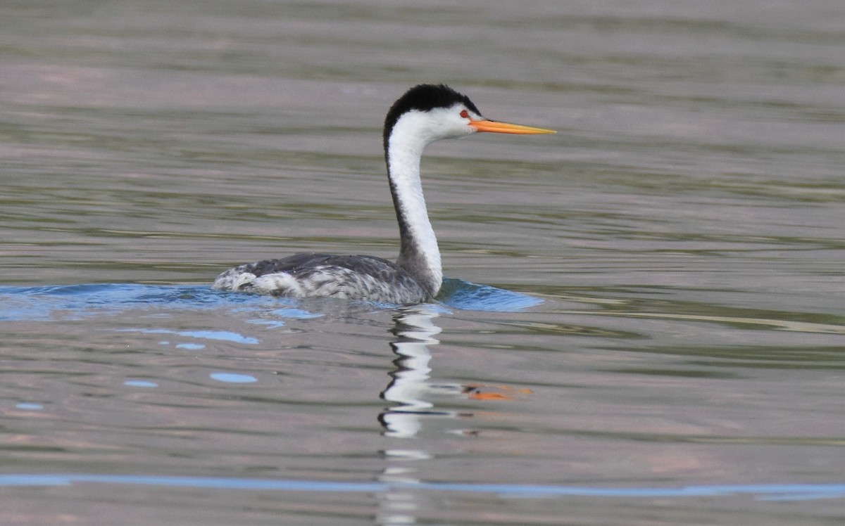 eBird Checklist - 11 Sep 2021 - Roosevelt Lake, on friend’s pontoon ...