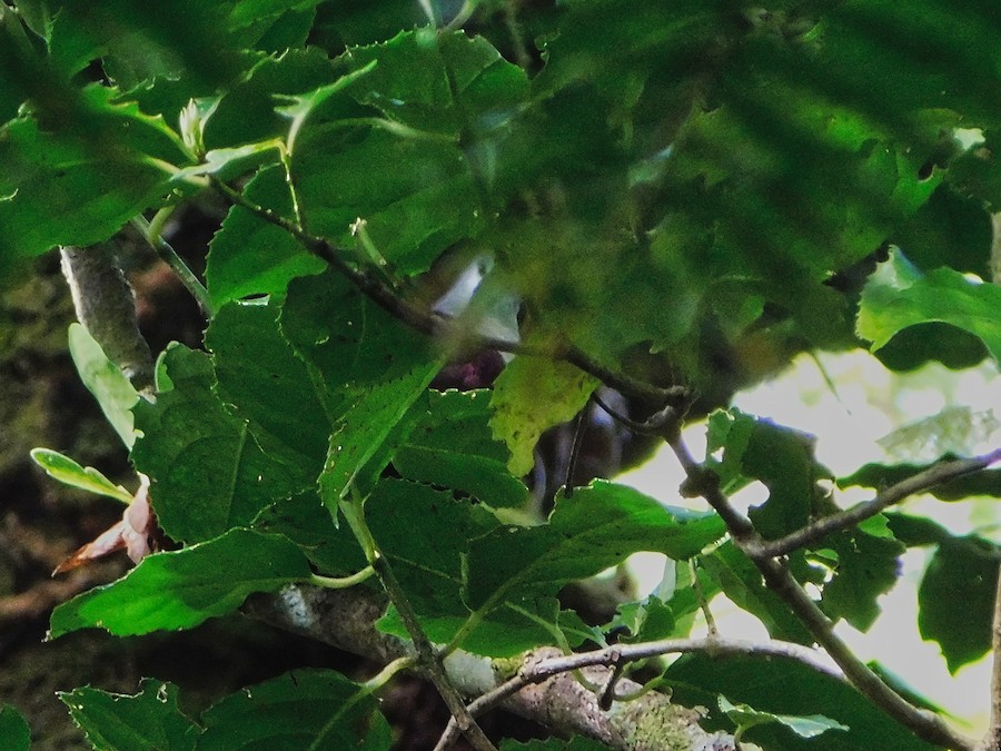 Santa Cruz Ground Dove - eBird