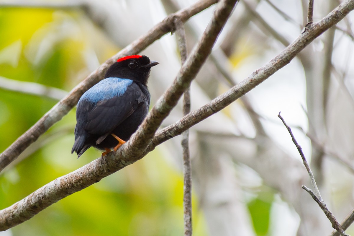 ML36928901 - Blue-backed Manakin - Macaulay Library