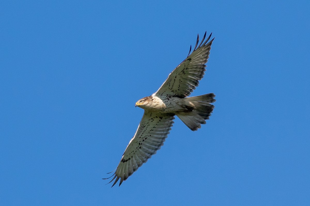 eBird Checklist - 13 Sep 2021 - Range Rd 43, Cochrane - 9 species (+1 ...