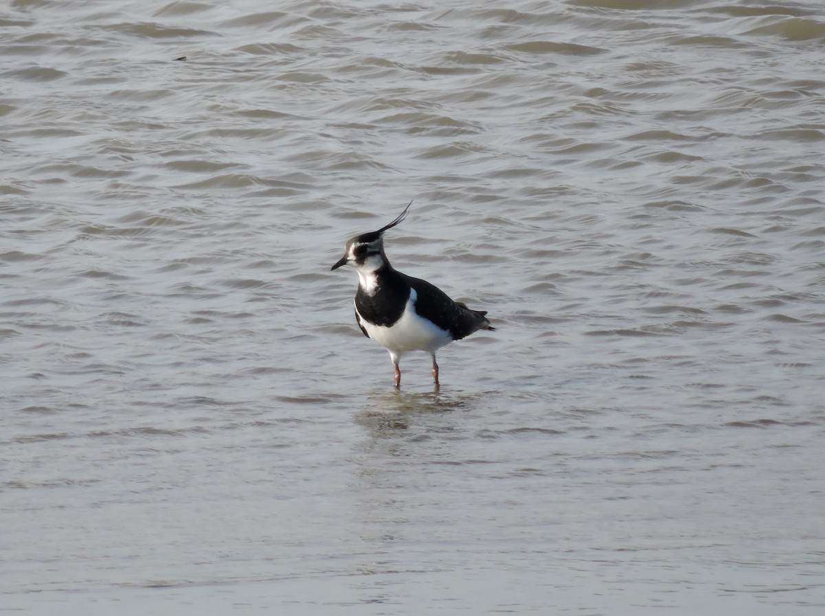 eBird Checklist - 6 Dec 2015 - Complejo Endorreico de Chiclana--Laguna ...
