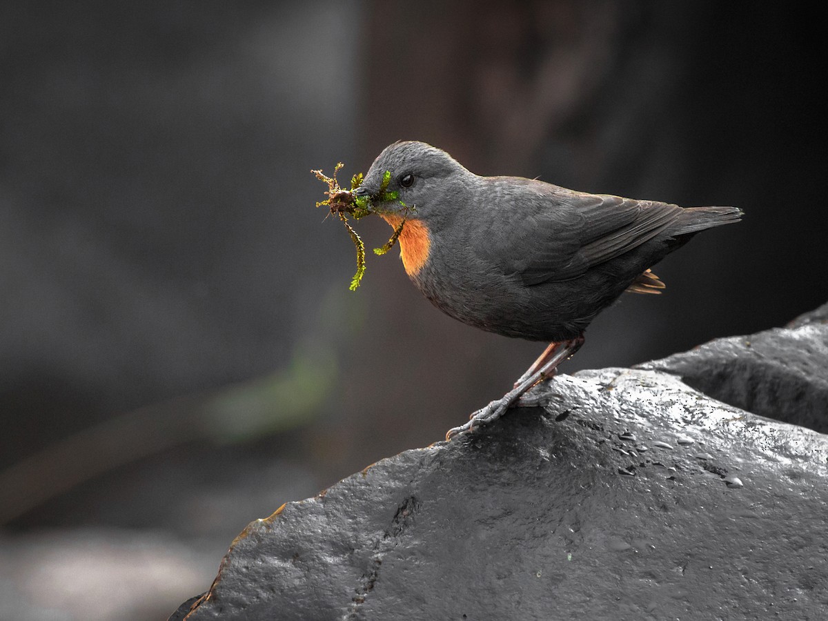 Rufous-throated Dipper - Cinclus schulzii - Birds of the World