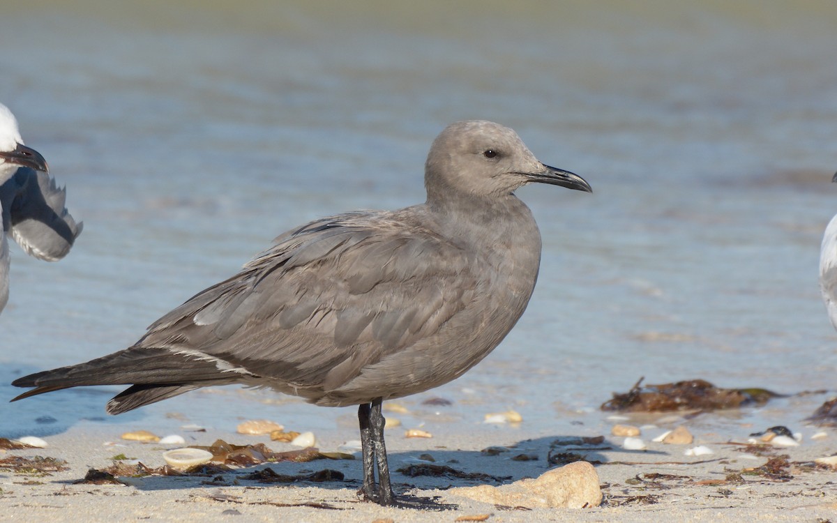 ML370625531 - Gray Gull - Macaulay Library